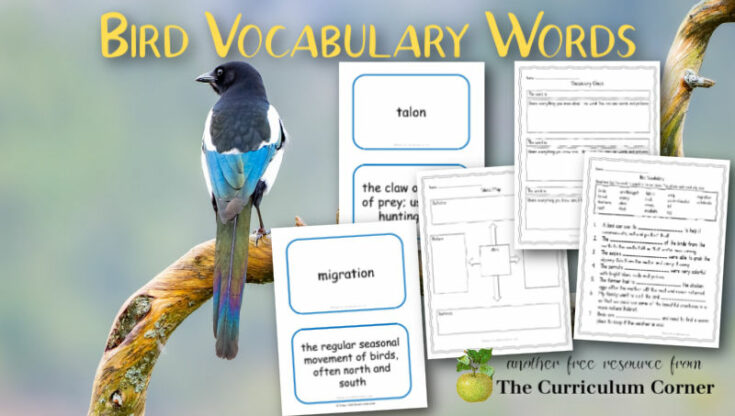 bird vocabulary 1 fb - The Curriculum Corner 123