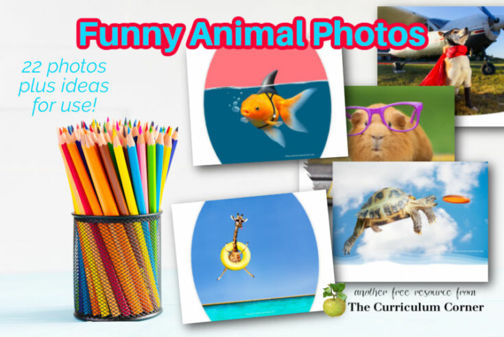 Funny Animal Photo Activities - The Curriculum Corner 123