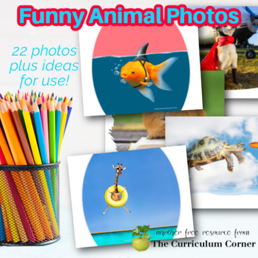 animal photos feature - The Curriculum Corner 123