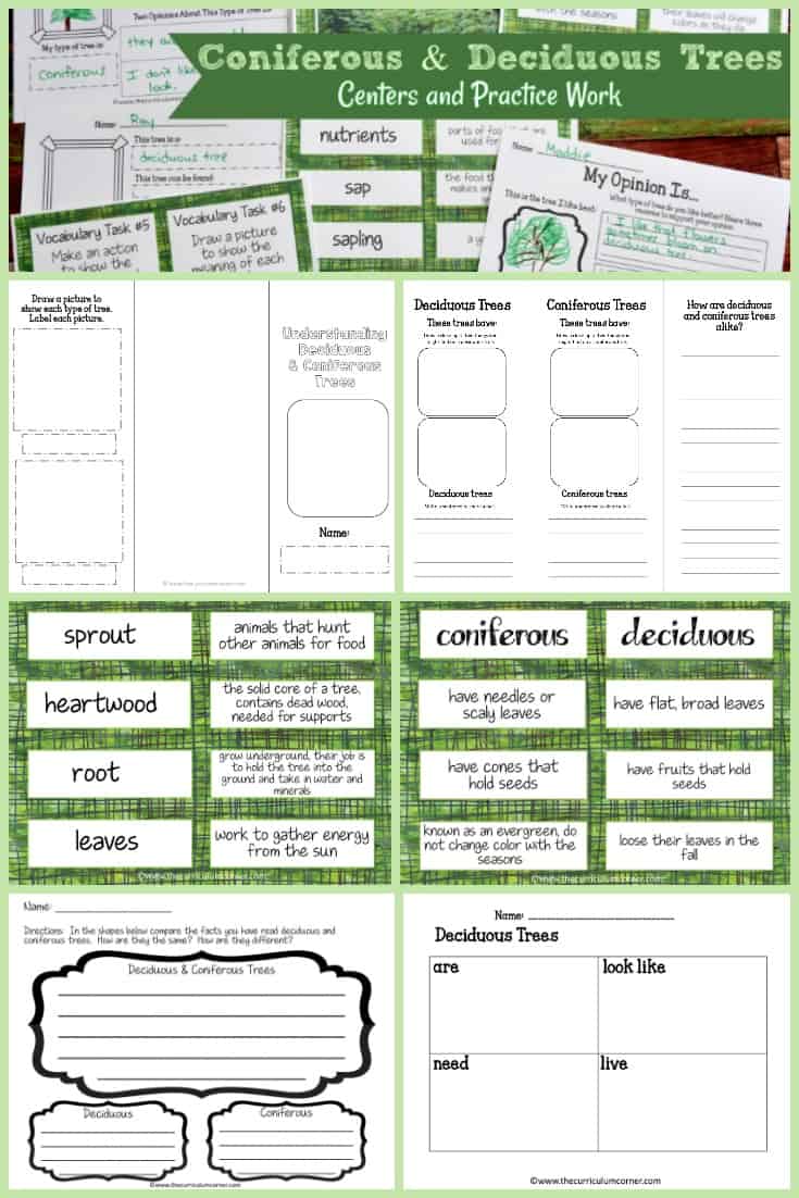 Coniferous & Deciduous Trees - The Curriculum Corner 4-5-6