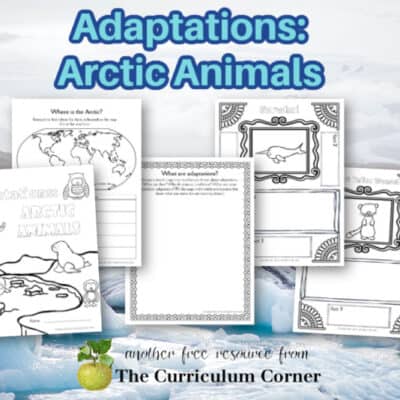arctic animals adaptations feature - The Curriculum Corner 4-5-6
